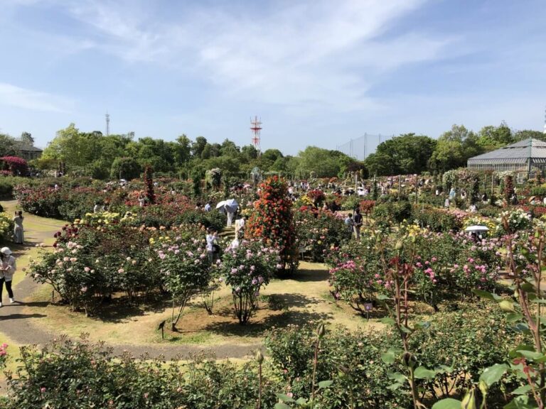 【京成バラ園】見どころ・所要時間・基本情報（営業時間・料金・アクセス・駐車場）＜評判・口コミ＞ | トラベル ウェガジン[Travel ...