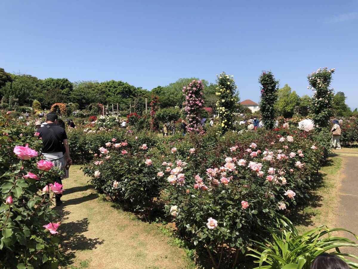【京成バラ園】見どころ・所要時間・基本情報（営業時間・料金・アクセス・駐車場）＜評判・口コミ＞ | トラベル ウェガジン[Travel ...