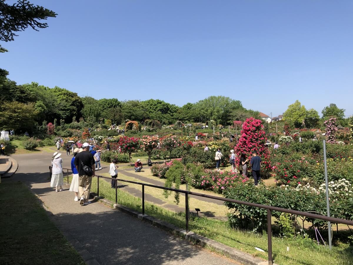 【京成バラ園】見どころ・所要時間・基本情報（営業時間・料金・アクセス・駐車場）＜評判・口コミ＞ | トラベル ウェガジン[Travel ...
